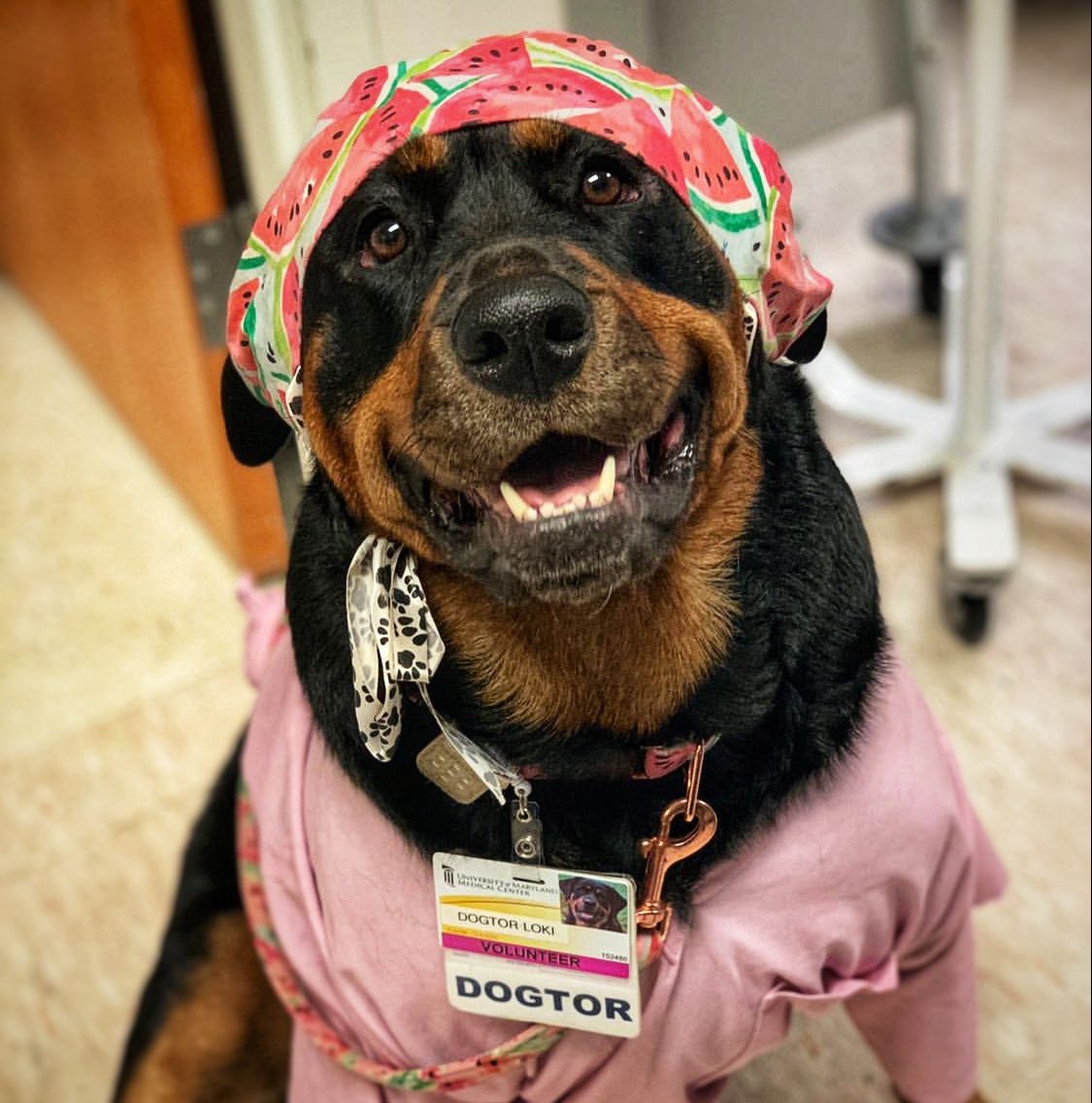 Dogtor Loki Is In: Therapy Dog Is Face of Healing Kits UMSOM Student ...