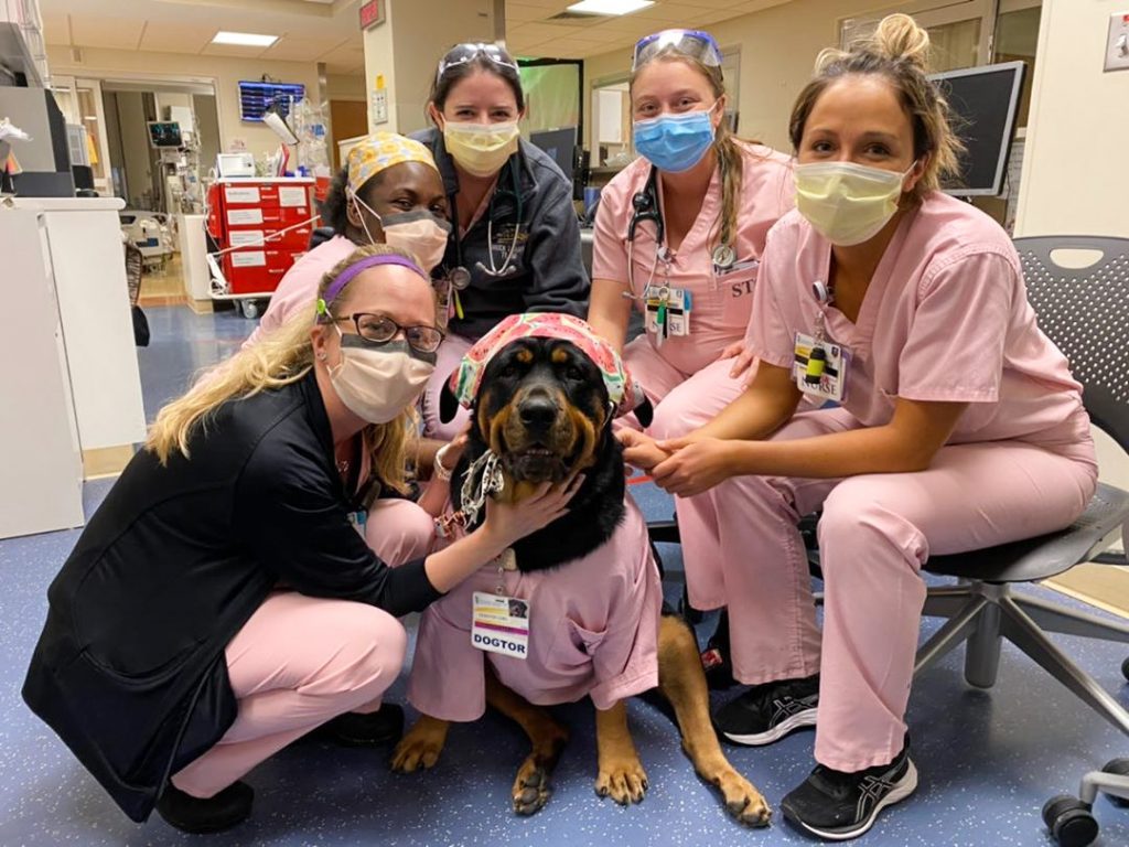 Dogtor Loki Is In: Therapy Dog Is Face of Healing Kits UMSOM Student ...