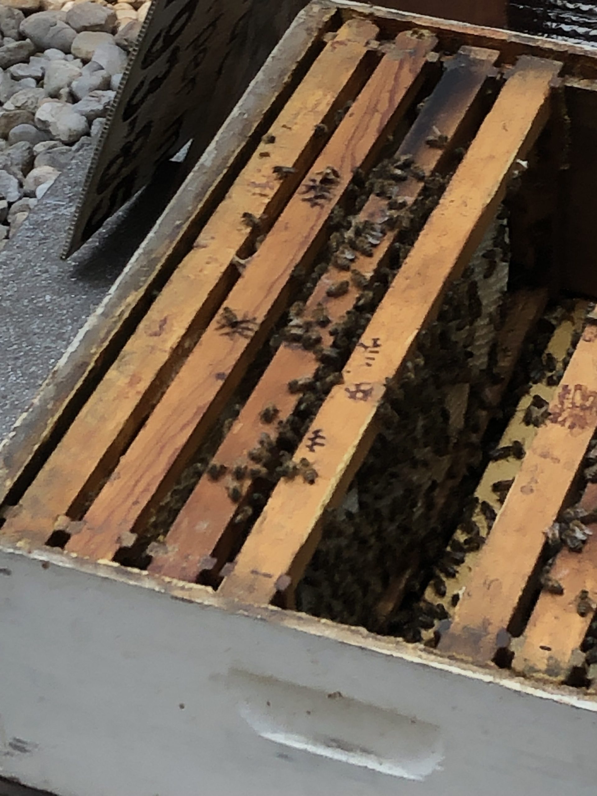 Hive Mind: UMB Installing Honeybees on Green Roof of HSRFIII – Catalyst ...